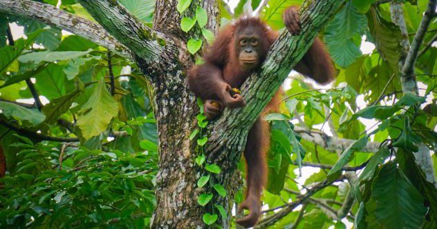 10 Fearless Predators That Pursue the Most Dangerous and Lethal Prey ...