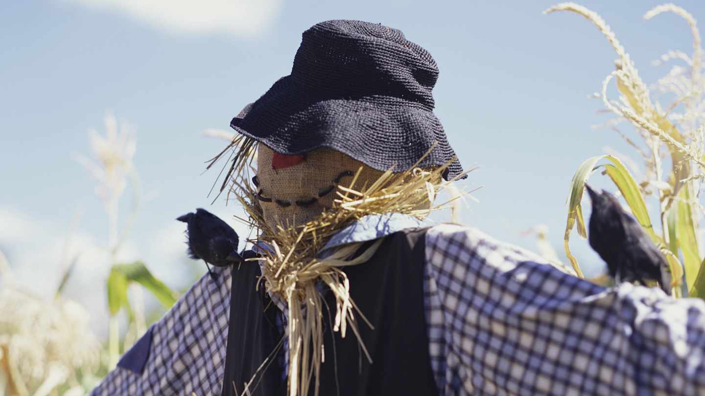 Do Scarecrows Really Keep Birds Away?