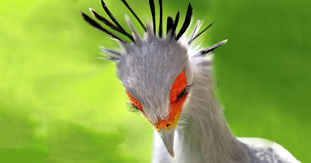 Here are 10 animals that have developed bizarre and unique hunting ...