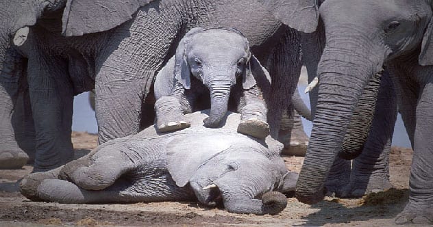 10 Disturbing Truths About Animal Culling - Mytour