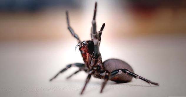 Top 10 Most Dangerous Spiders - Mytour