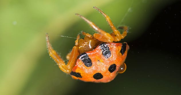 10 Amazing Examples of Biological Mimicry - Mytour