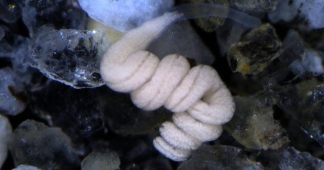 10 Surprising Traits That Prove Worms Are Uniquely Strange - Mytour