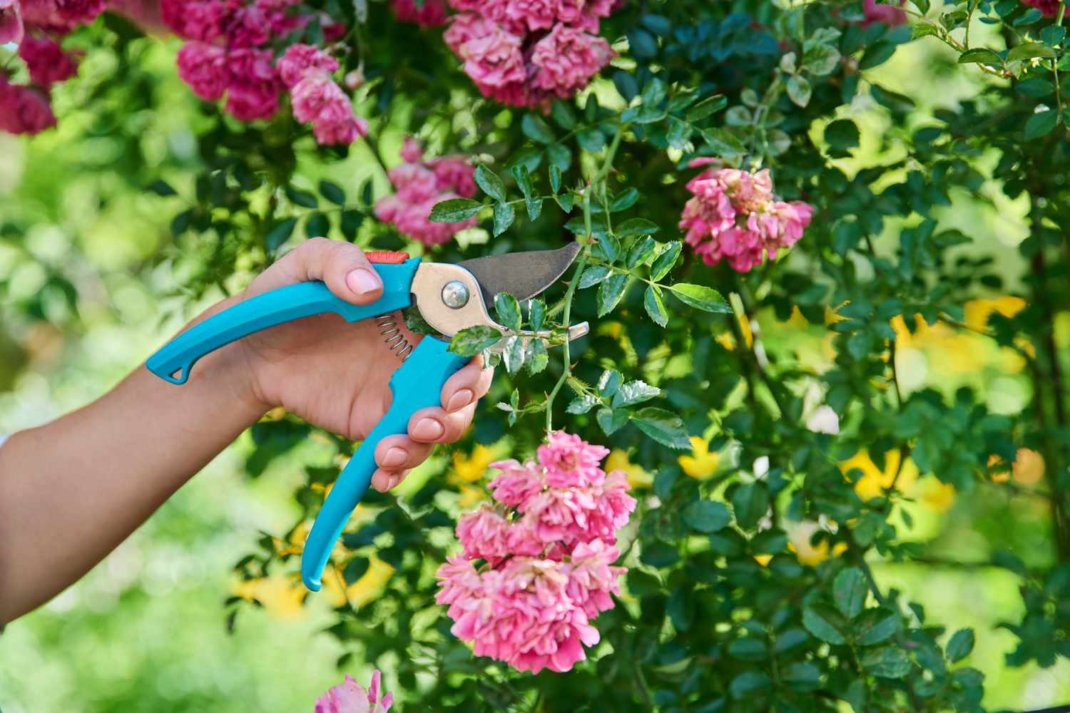 Pruning might seem unusual, but it plays a crucial role in ensuring ...