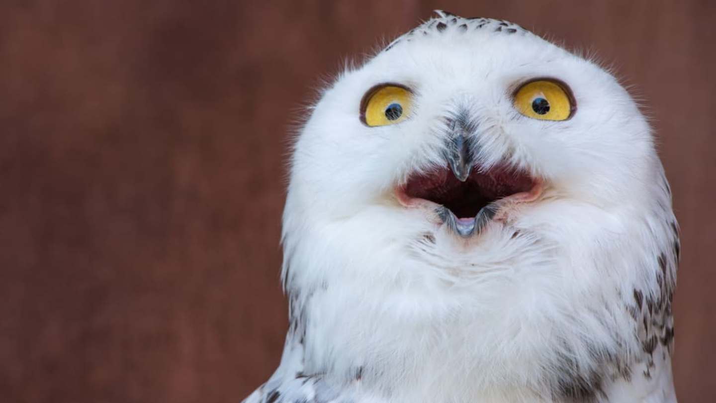 Do Wild Animals Truly Have the Ability to 'Sense' Fear in Other Creatures?