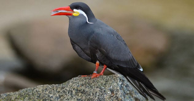 10 Extraordinary and Unusual Bird Species - Mytour
