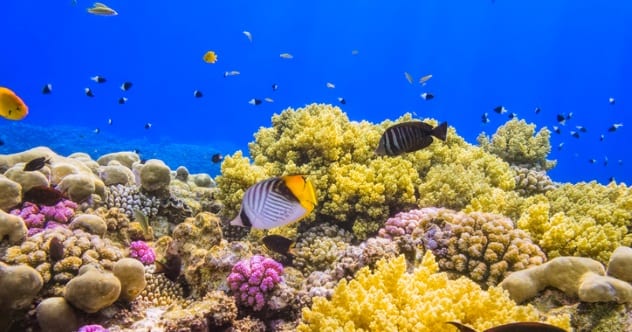 10 Unique Earth Biomes You Should Know About - Mytour