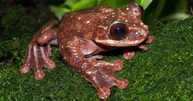 Top 10 Endangered Animal Species: The Final Survivors Before Extinction ...