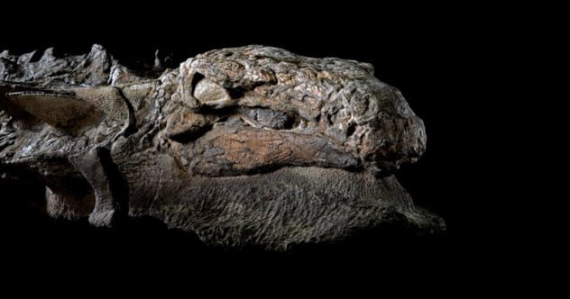 Top 10 Dinosaur Fossils Preserved in Time - Mytour