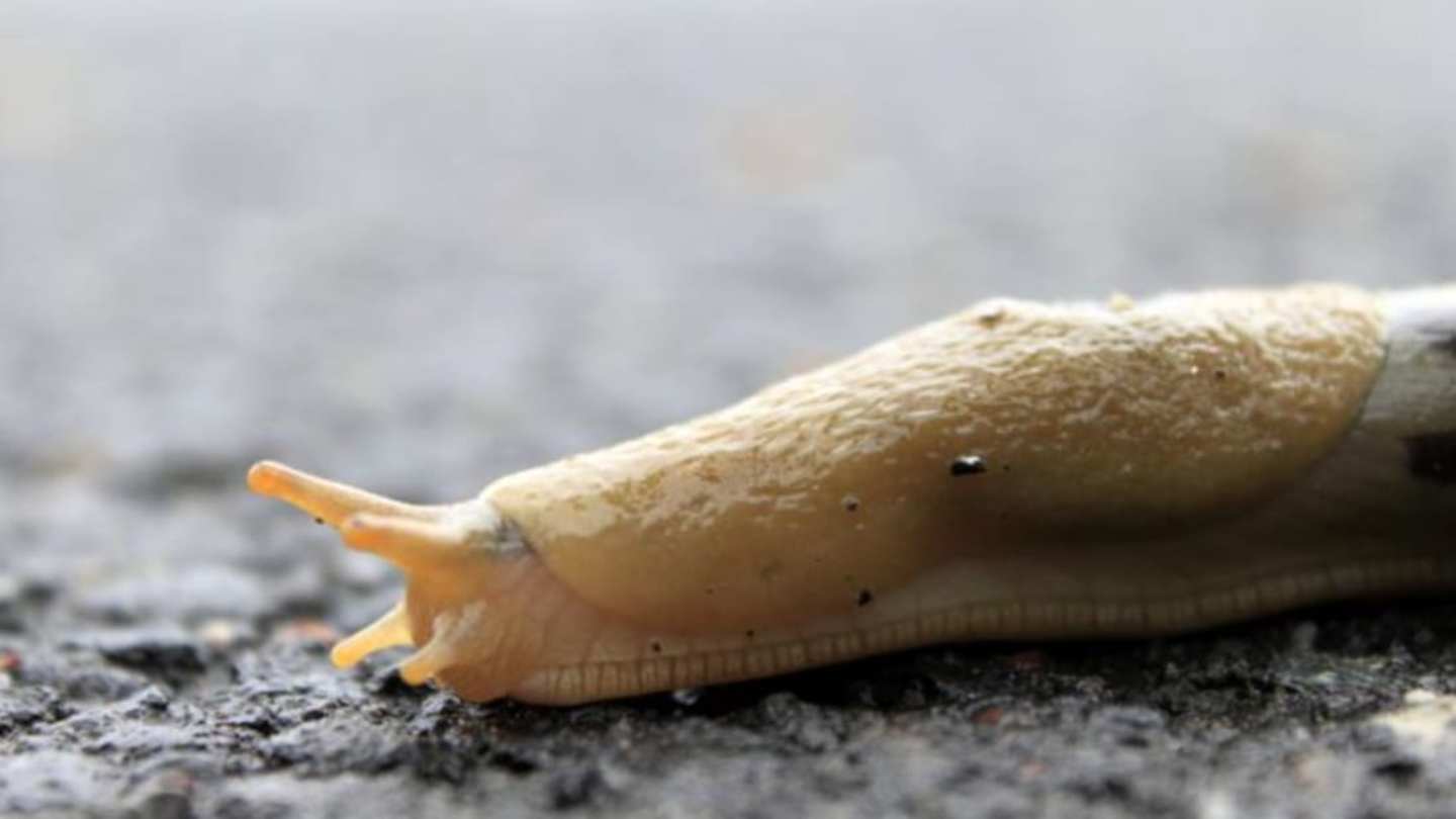 Why does salt have such a lethal effect on slugs?