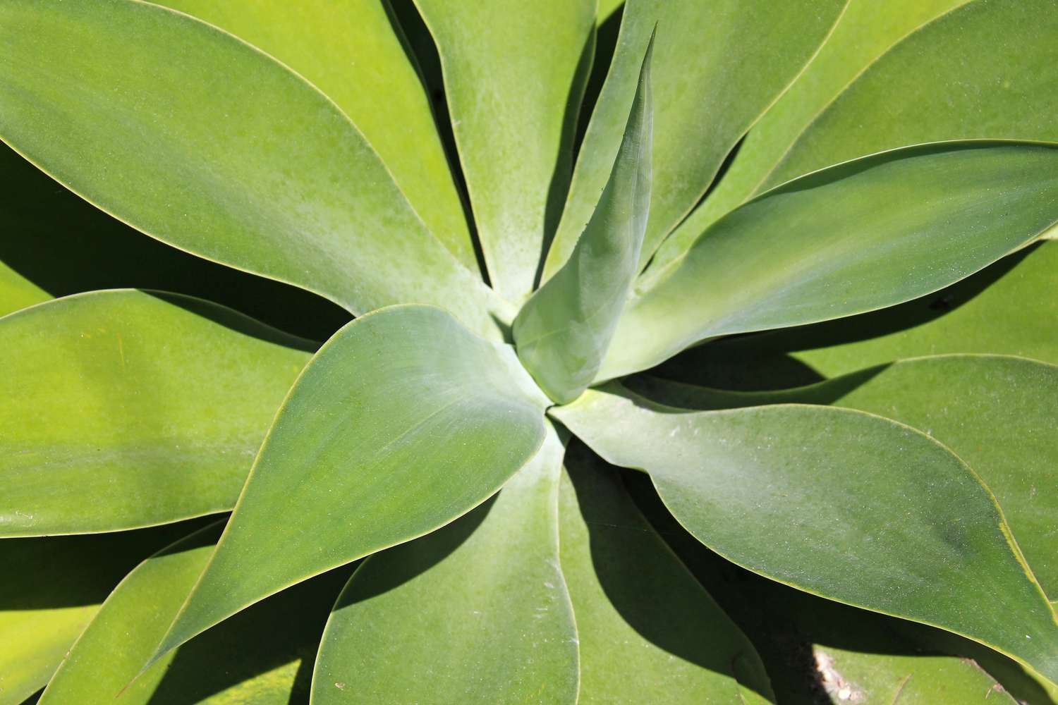 Discover the essentials of growing and nurturing your very own agave ...