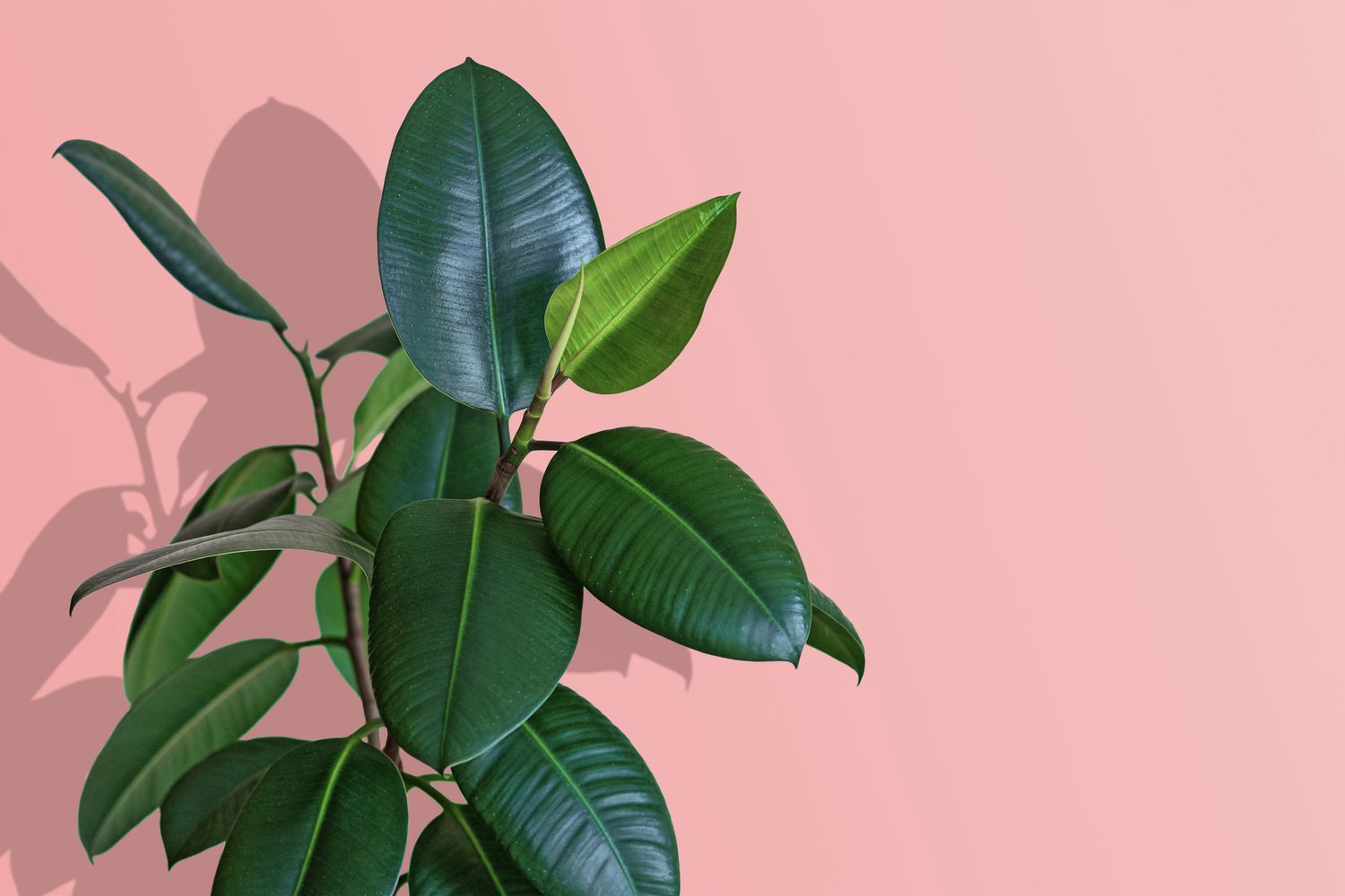 Expert Advice on Maintaining a Healthy Rubber Tree Plant
