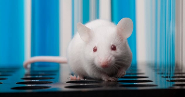 10 Groundbreaking Experiments Resulting in Actual Human-Animal Hybrids ...