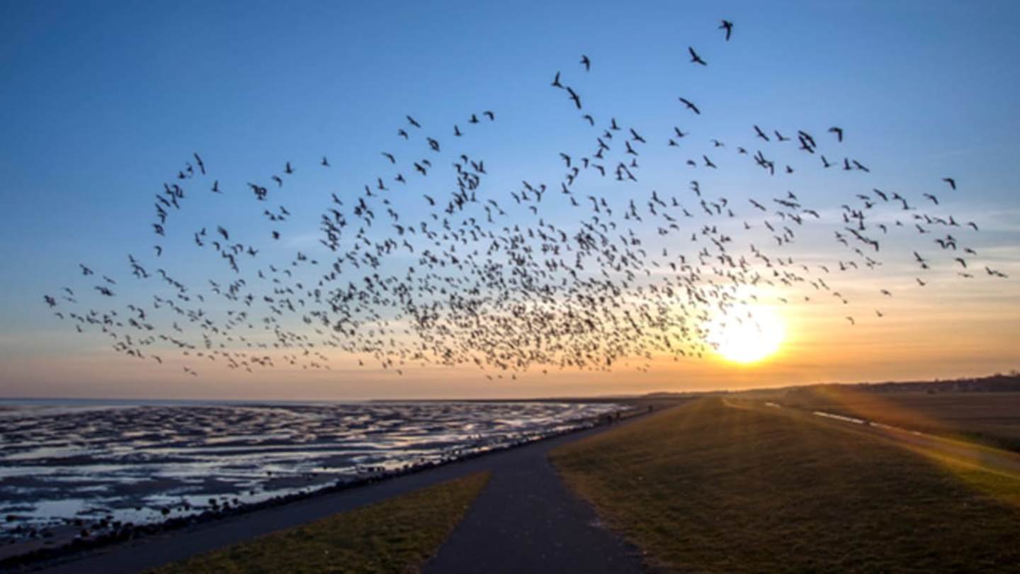 What Guides Birds on Their Migration Journey?