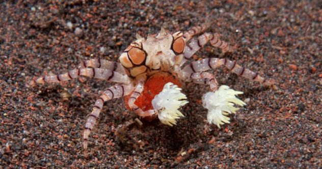 The world of animals is full of odd and intriguing symbiotic ...