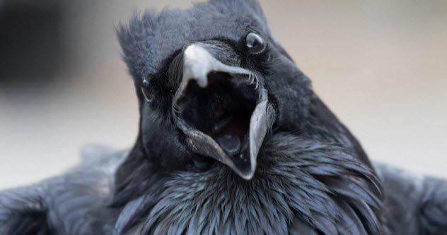 10 Amazing Facts About Ravens - Mytour
