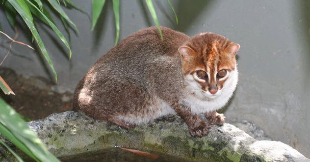 10 Incredible Lesser-Known Feline Species - Mytour