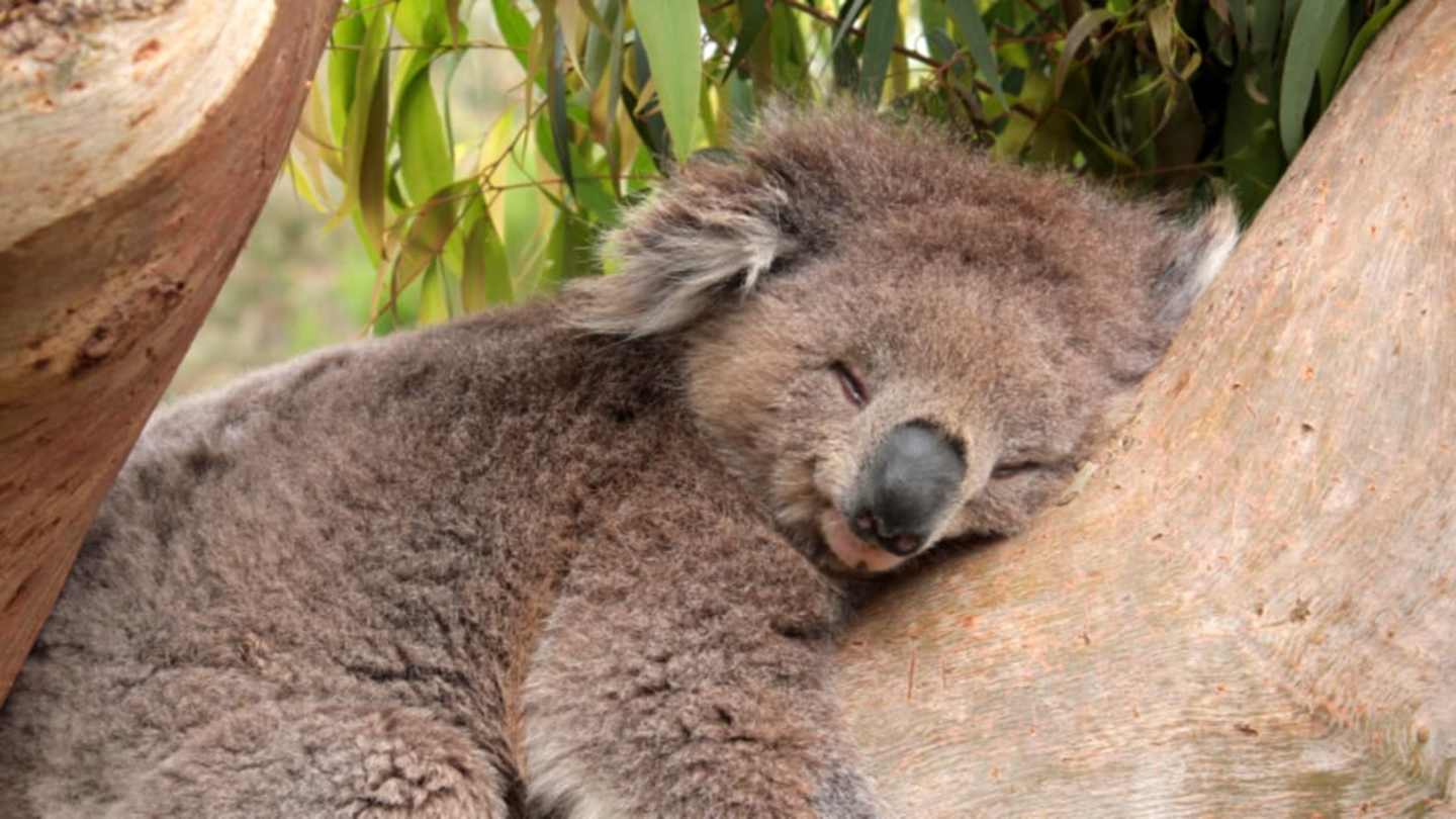 Why do koalas embrace trees?
