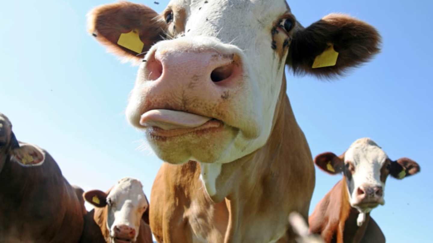 Do Cows Have Regional Mooing Variations?