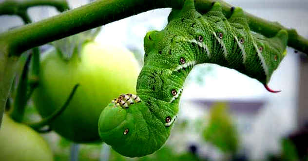 10 Intriguing and Unusual Facts About Caterpillars - Mytour