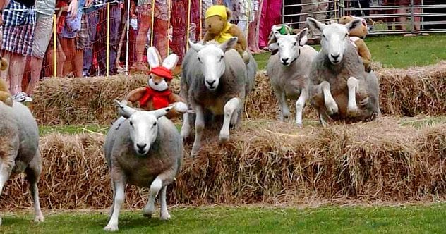 Explore the Top 10 Most Unusual Animal Races Across the Globe - Mytour