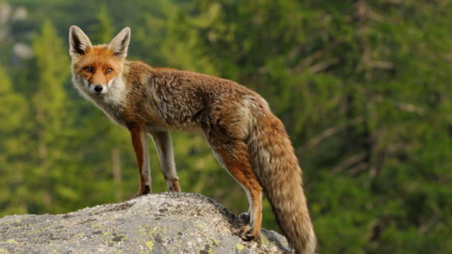 Hold on, what exactly does the fox say?