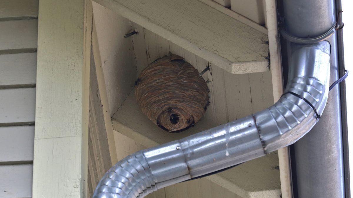 Learn effective methods to eliminate wasp nests and keep your property ...