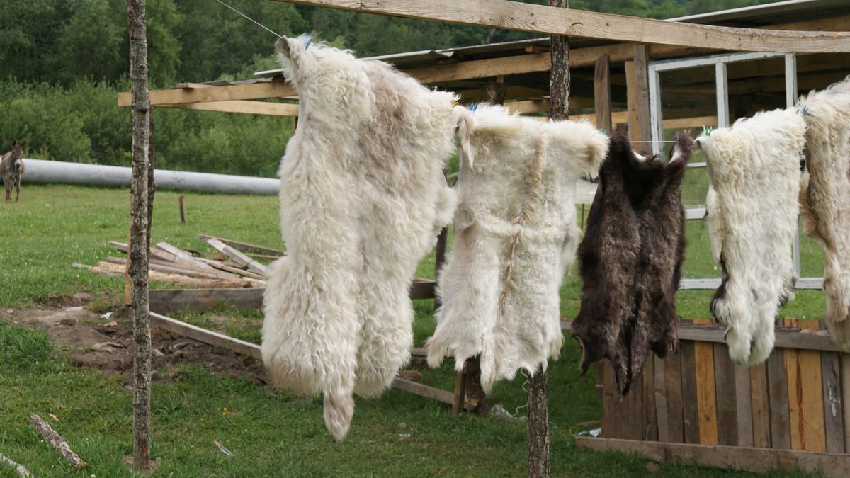 Discover the best ways to clean your sheepskin rug and restore its ...