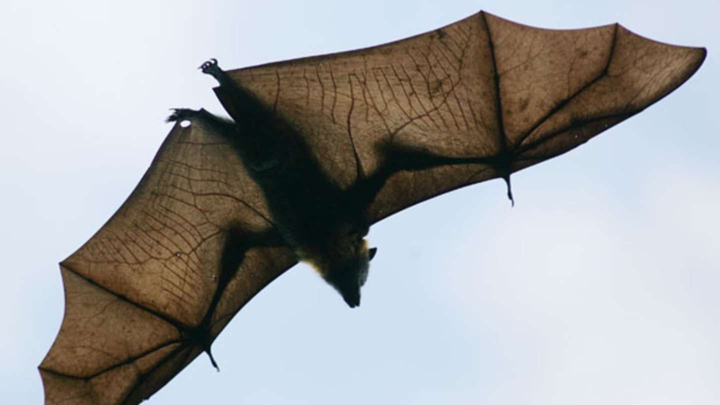 How Do Bats Avoid Getting Confused by Each Other's Echolocation?