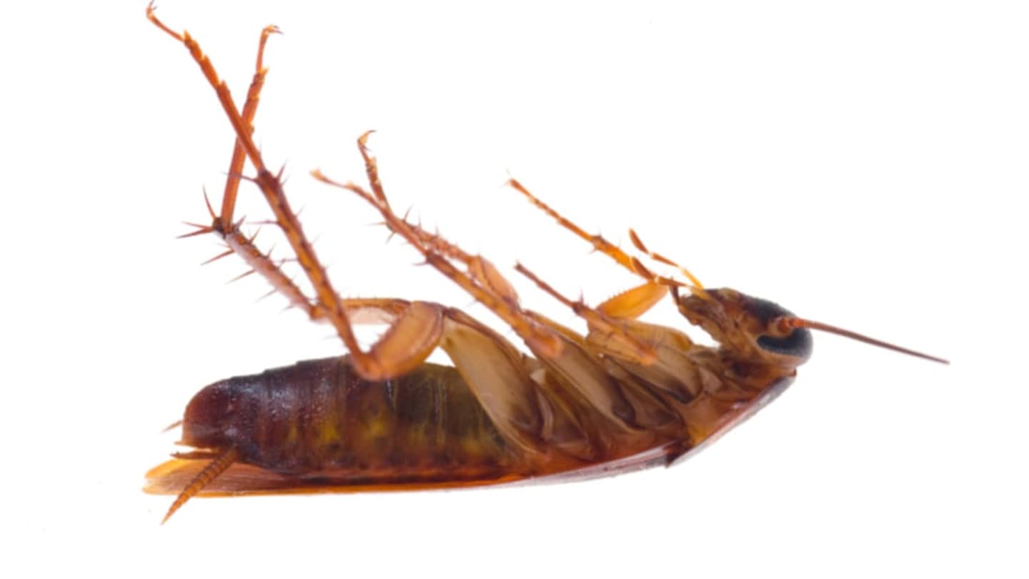 Could Cockroaches Actually Survive a Nuclear Disaster?