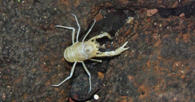 10 Extraordinary Creatures of the Underground - Mytour