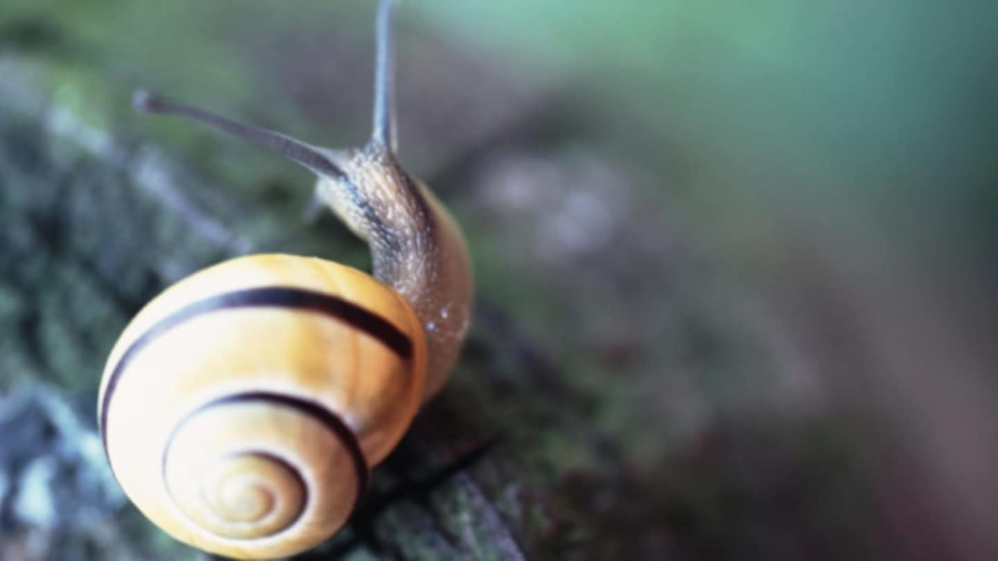 Do Snails Have Shells When They're Born?