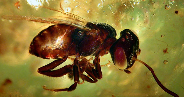 10 Astonishing Amber Finds That Reshape Our Understanding of Prehistory ...