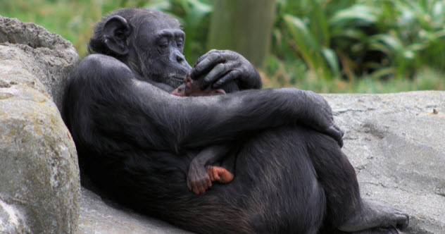 10 Incredible Examples of Animals Showing Empathy - Mytour
