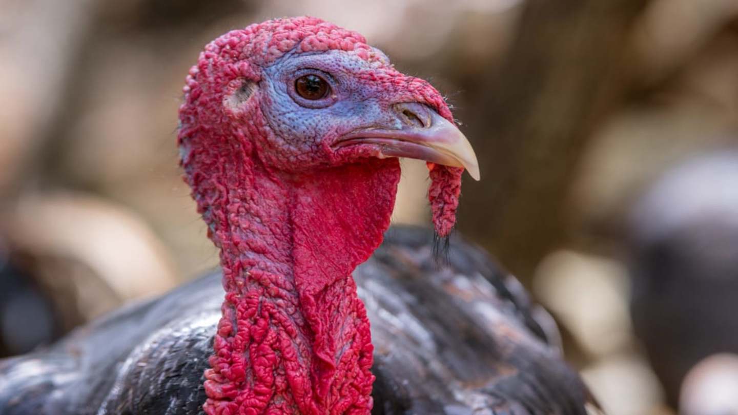 What’s Behind the Phrase 'Going Cold Turkey' When Quitting Something?