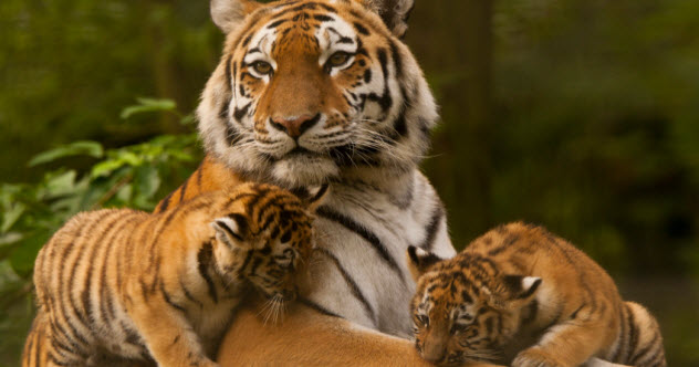 10 Threats Endangering Species Around the World - Mytour