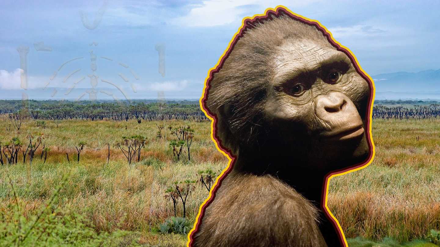 The Discovery of Lucy: How One Remarkable Fossil Revolutionized Our ...