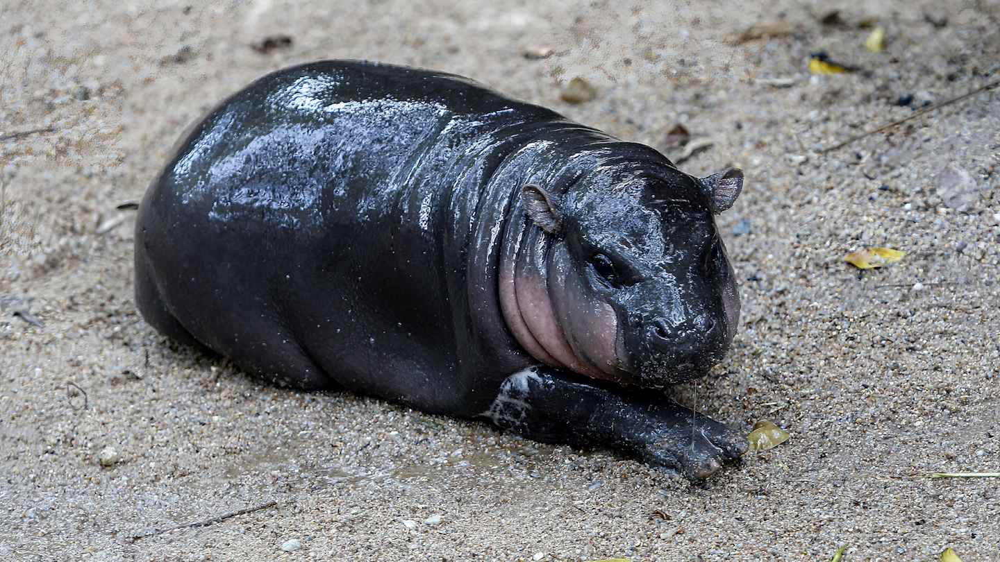 The Fascination Behind Moo Deng, Thailand's Famous Pygmy Hippo, and Its ...