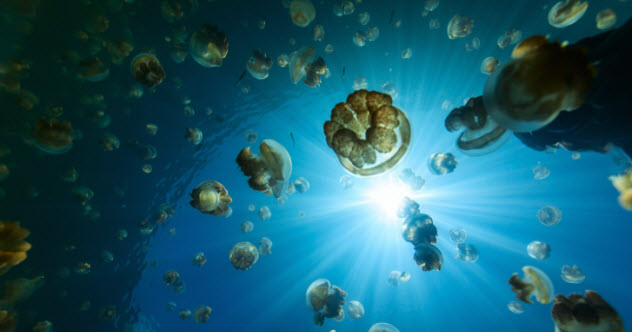 10 Strange and Fascinating Ocean Life Oddities Caught On Camera