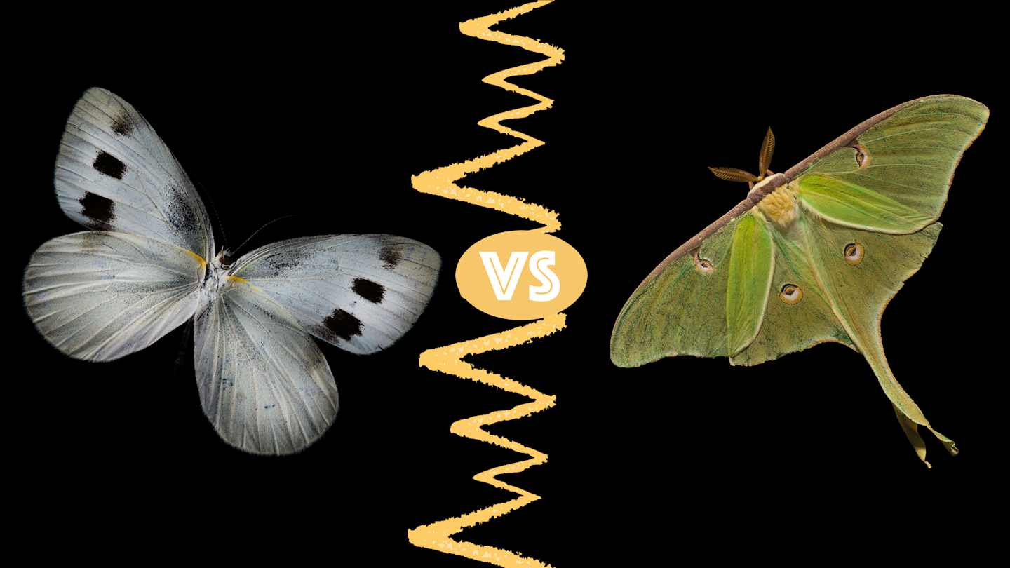 How Can You Differentiate Between Moths and Butterflies?