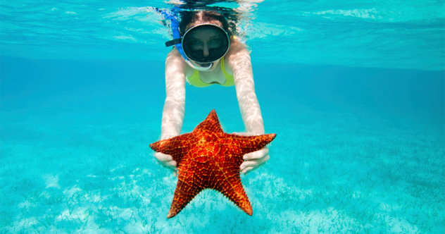 10 Astonishing Facts About Sea Stars - Mytour
