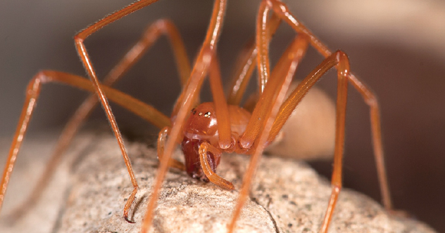 10 Mysterious Spiders We've Recently Uncovered - Mytour
