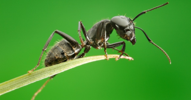 Exploring the 10 most fascinating ants in the world - Mytour