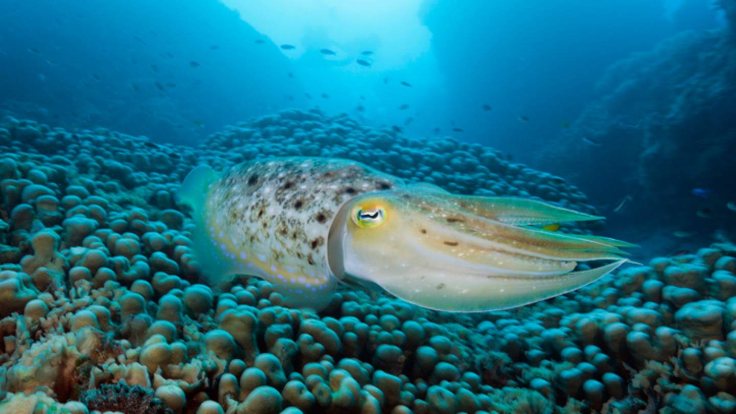 Watch a Cuttlefish Blend Into Its Surroundings in an Underwater Living Room