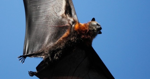 Here are 10 fascinating facts about bats that might surprise you ...