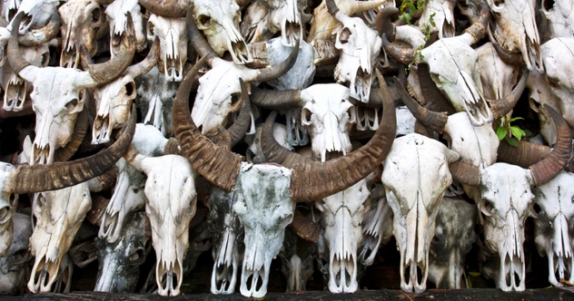 10 Animal Mass Graves - Mytour