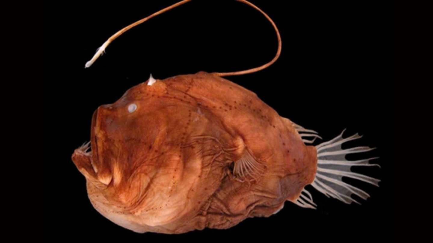 Anglerfish reproduction is a gruesome spectacle—and here’s the bizarre ...