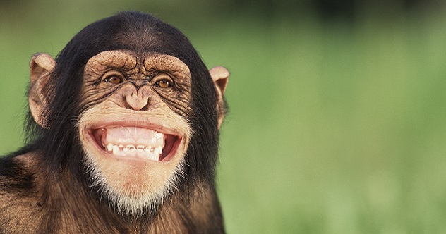 10 Surprising Ways Monkeys Share Similar Traits With Us - Mytour