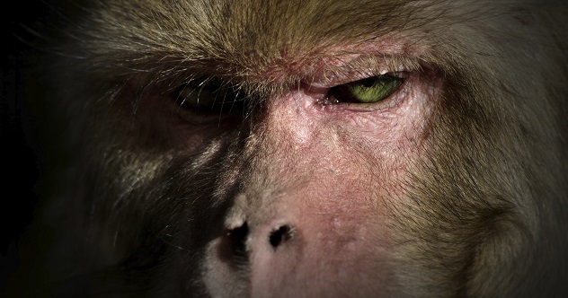 10 Astonishing and Unexpected Stories About Baboons - Mytour