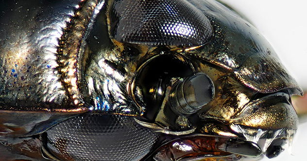 10 Of The Most Bizarre Abilities Of Beetles - Mytour